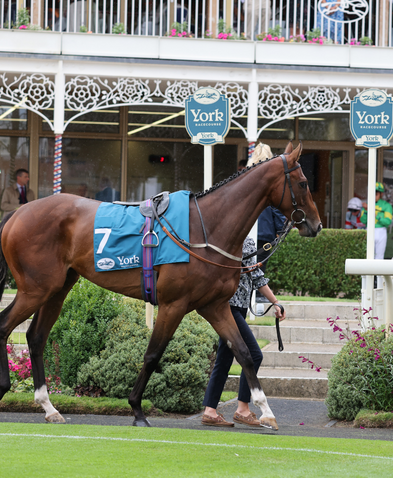 2023 Fixtures & Pricing | York Racecourse